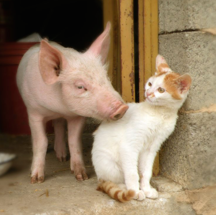 The White Cat in the Window – Janet's Thread 2