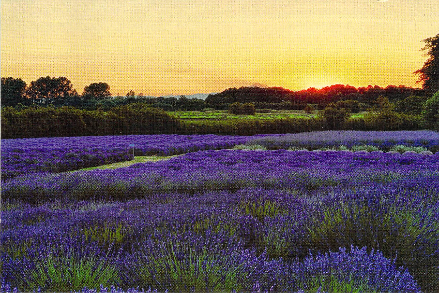 Lavender Fields – Janet's Thread 2