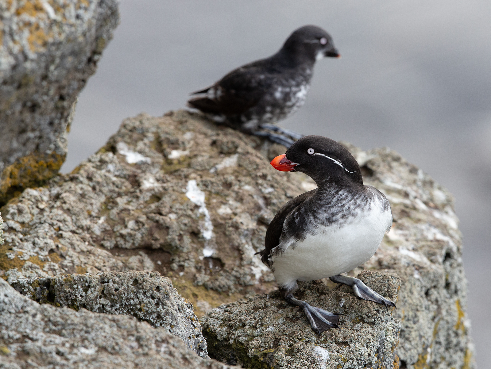 Return of Bird of the Week: Parakeet Auklet – Janet's Thread 2